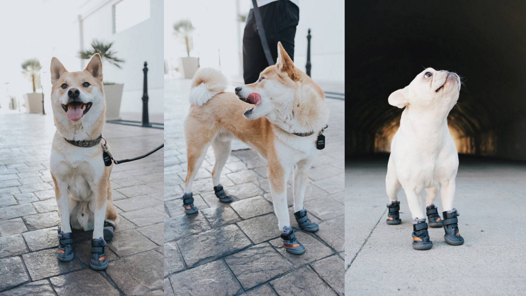 Tu perro también puede tener unos YEEZY - Indie Rocks!